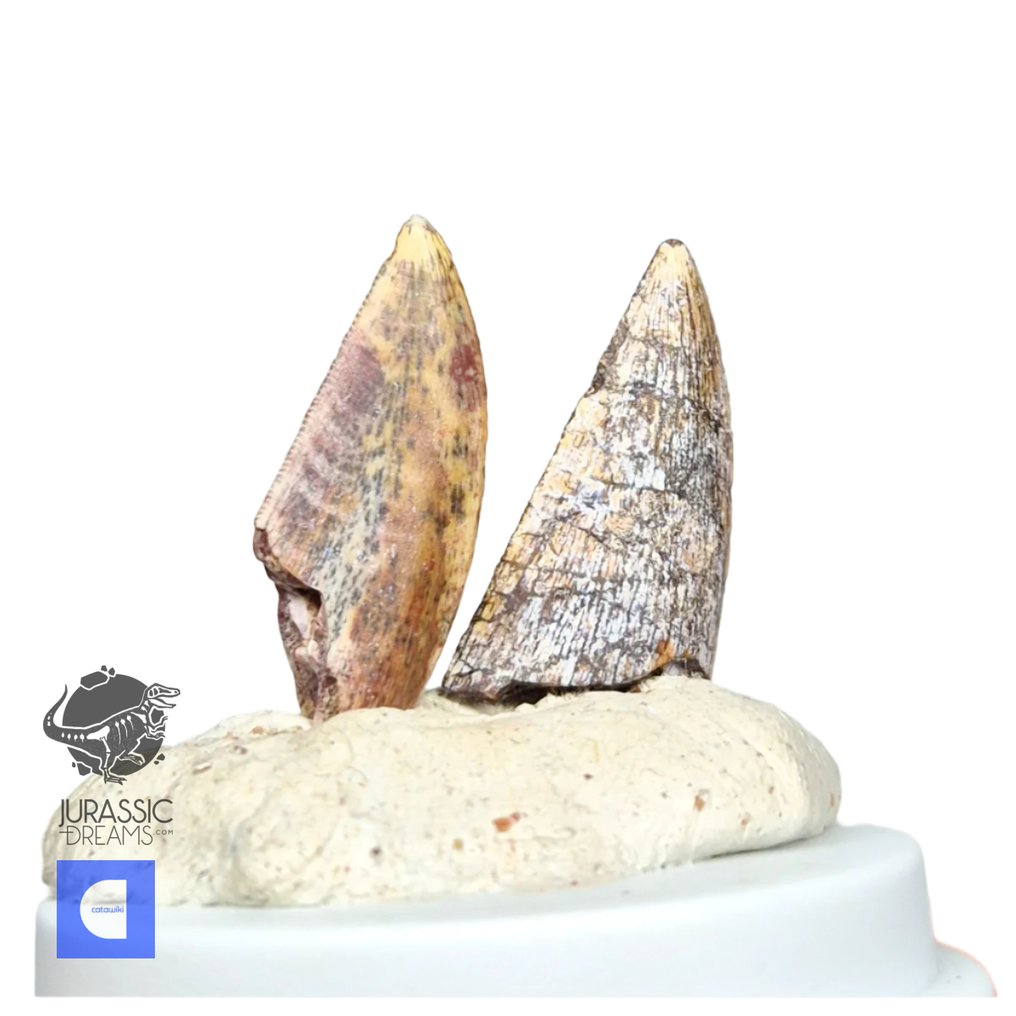Set of 2 Rare Kryptops palaios Abelisaurid Theropod Dinosaur Teeth ...