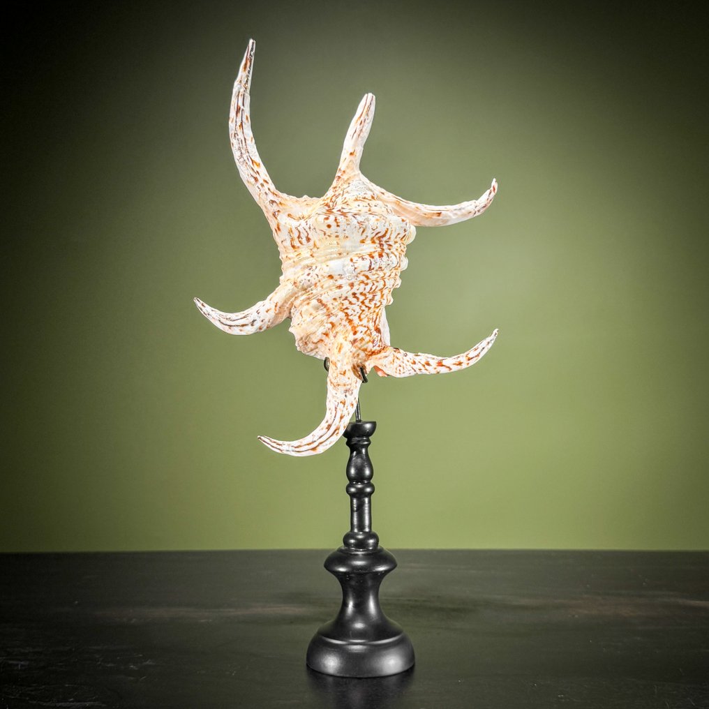 Decorative ornament (2) - NO RESERVE PRICE - Stunning Set of a Spider ...