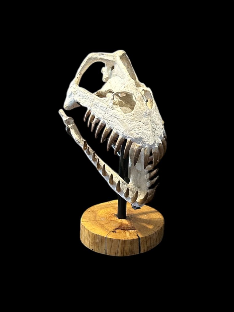 Plesiosaur - Fossil skull - Zarafasaura Oceanis - 40 cm - 30 cm - auction online Catawiki