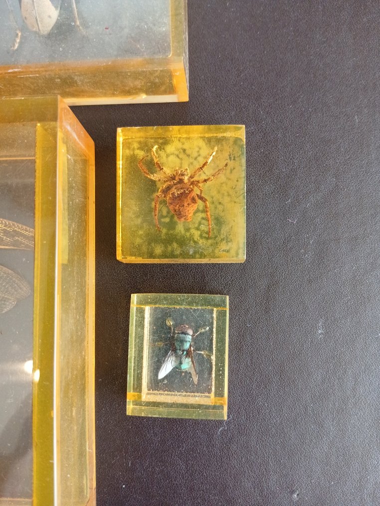 Decorative ornament (20) - Insects in acrylic - auction online Catawiki