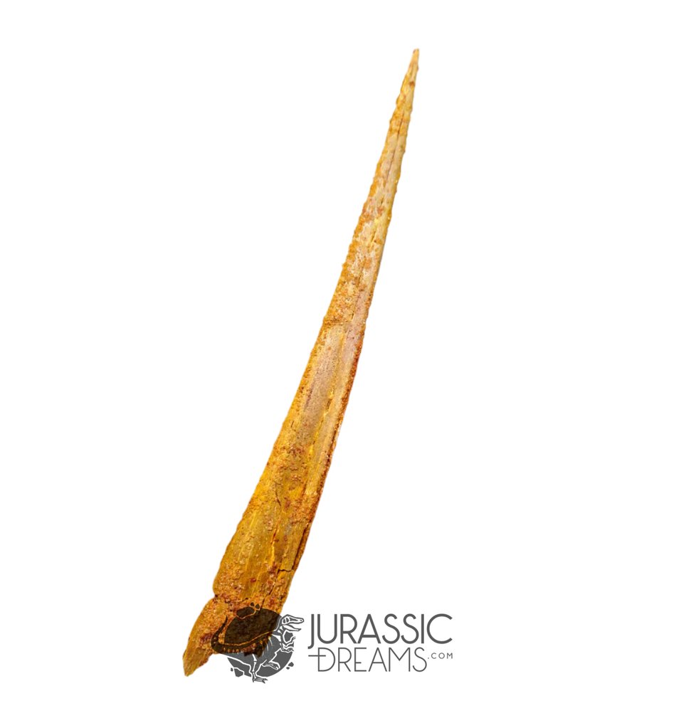 Museum Grade Complete Cretaceous Azhdarchid Pterosaur Xericeps ...