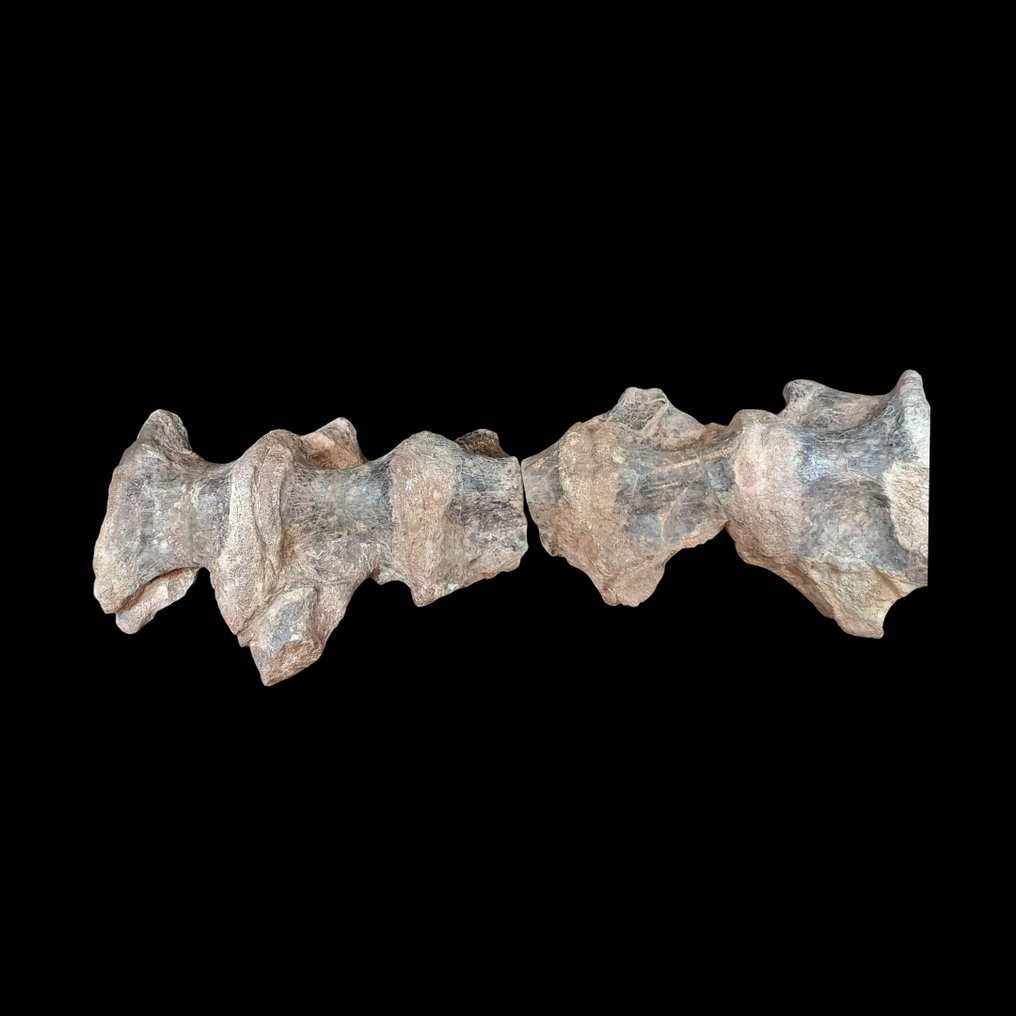 Atlasaurus - Fossil bone - Atlasaurus imelakei - 27 cm - 78 cm ...