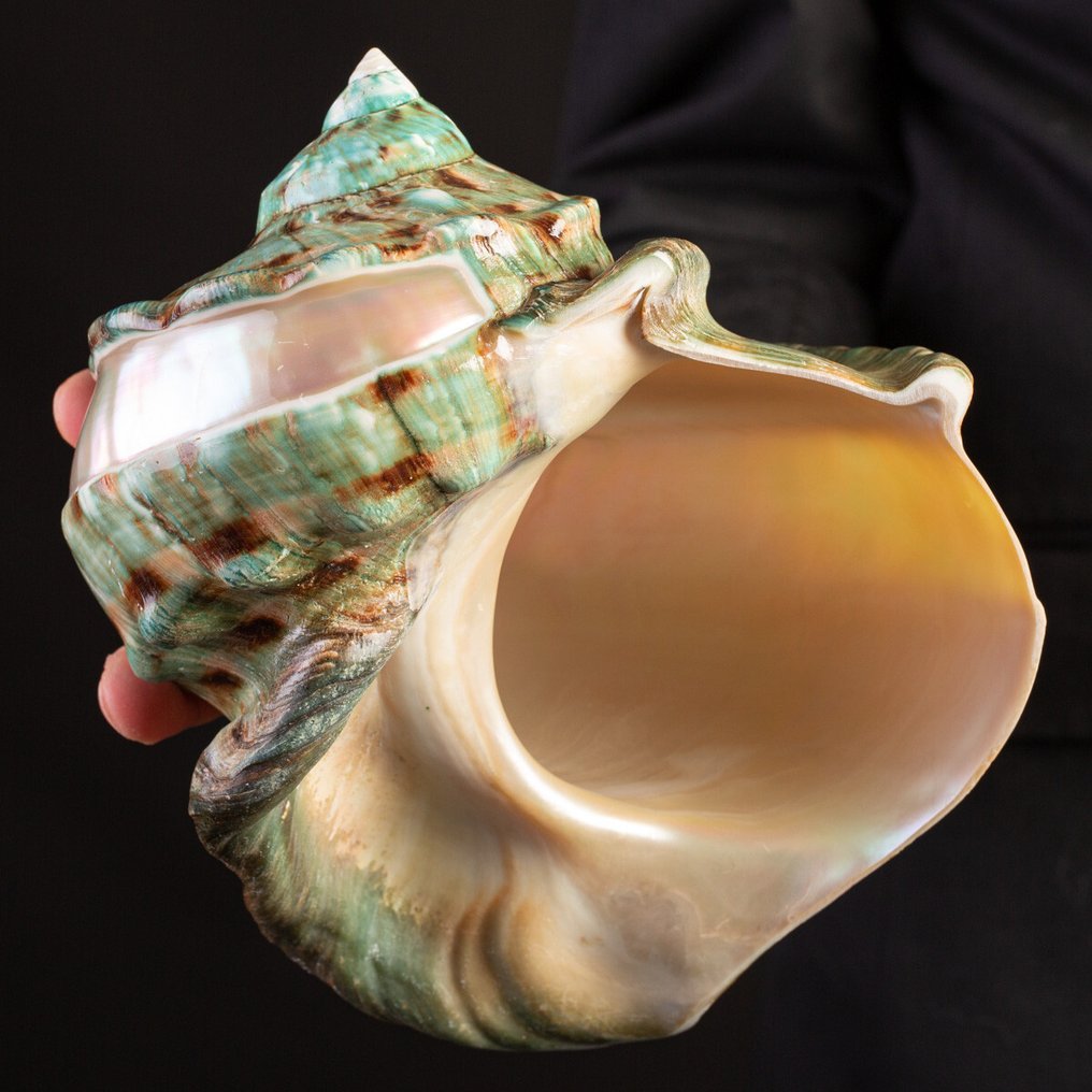 Top Quality - Pearly Turban Sea Shell - Sea Shell - Sea shell - Turbo ...