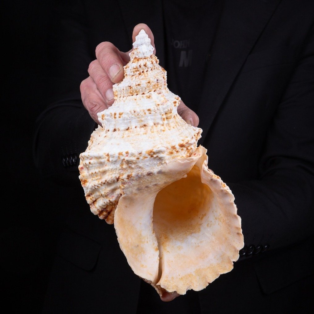Giant Frog Snail - Marine Shell - Sea shell - Tutufa Bubo (Linnaeus ...