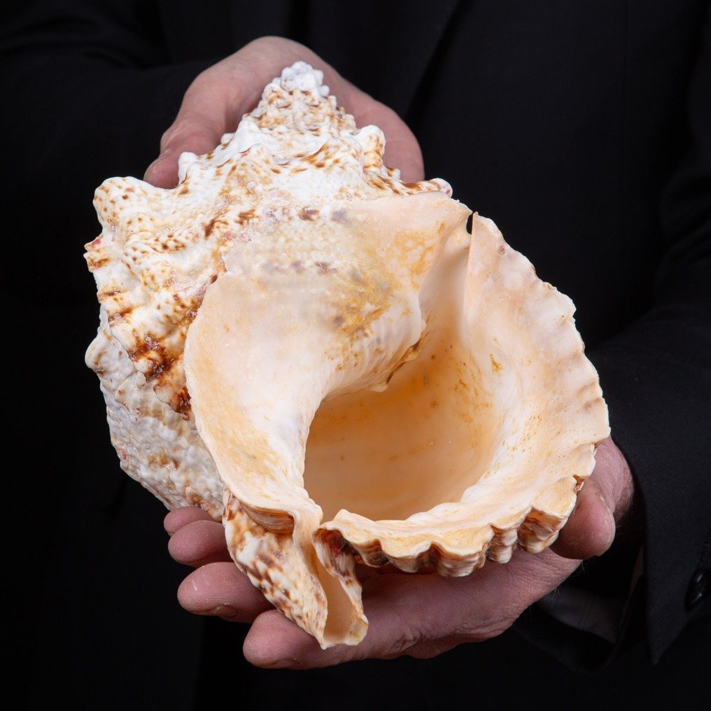Giant Frog Snail - Marine Shell - Sea shell - Tutufa Bubo (Linnaeus ...