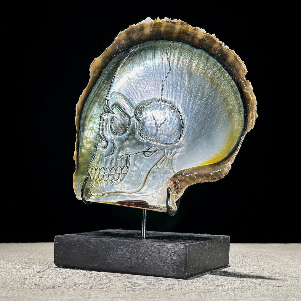 Intricately carved Mother of Pearl Shell - Human Skull motif - Sea ...