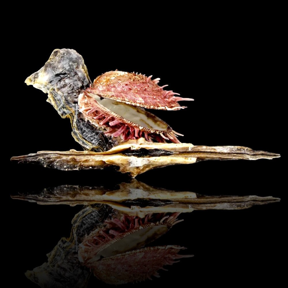 Hammer hammer with Spiny Spondylus Symbiosis Sea shell - Malleus ...