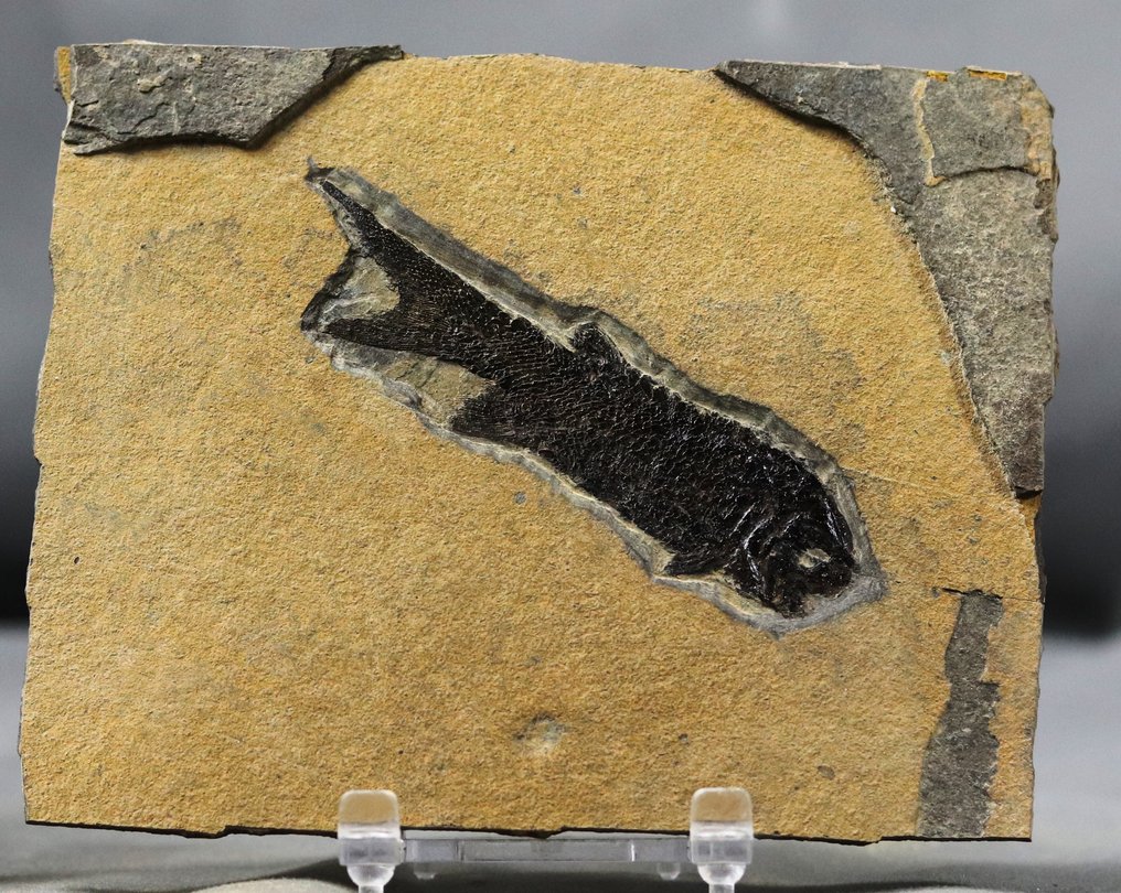 Paleozoic fossil fish on slab - Fossilised animal - Paramblypterus ...