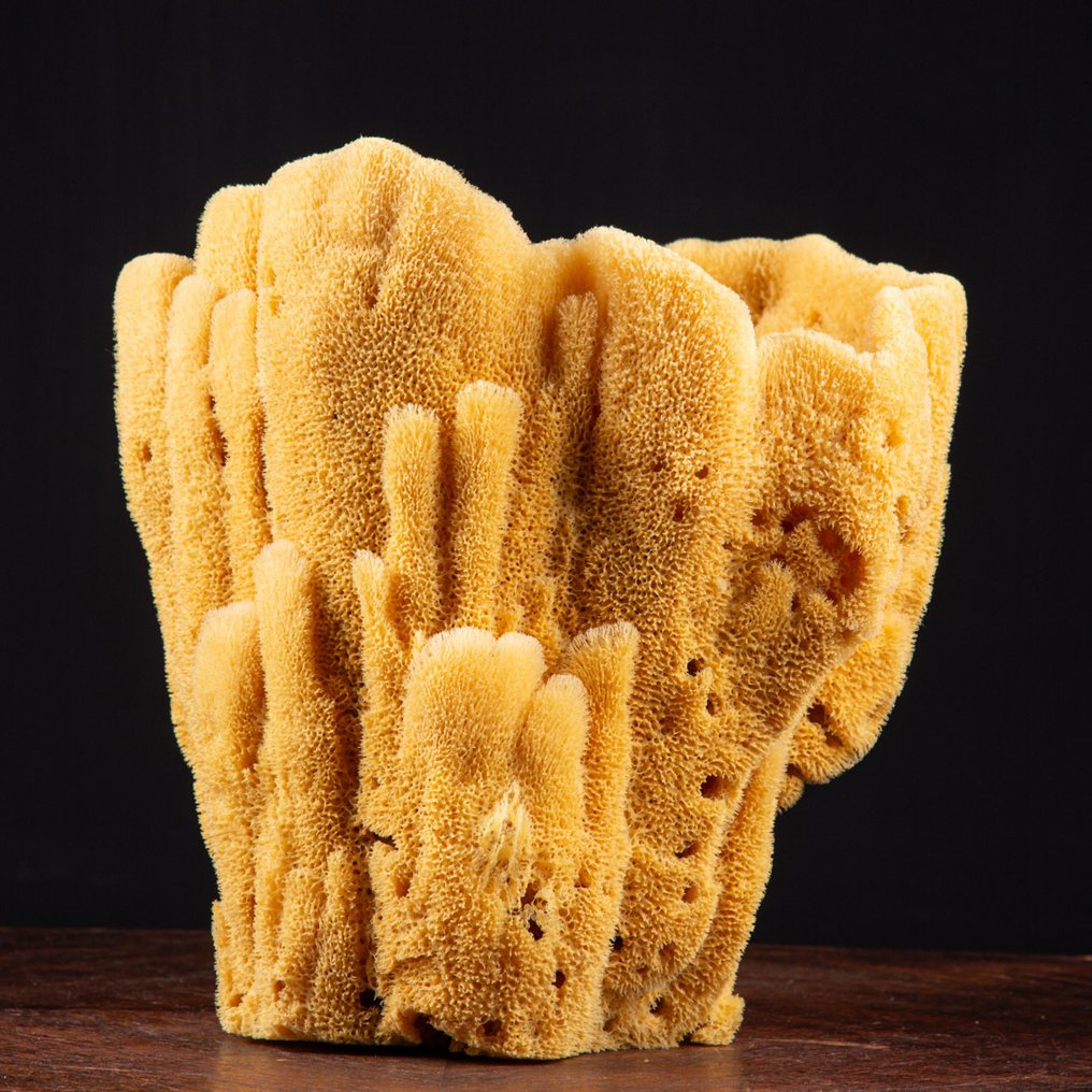 Extremely Rare - Extra Large - Natural "Bath" Sponge Taxidermy full ...