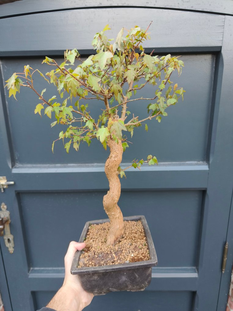 Trident maple bonsai (Acer buergerianum) - Height (Tree): 60 cm - Depth (Tree): 30 cm - Japan ...