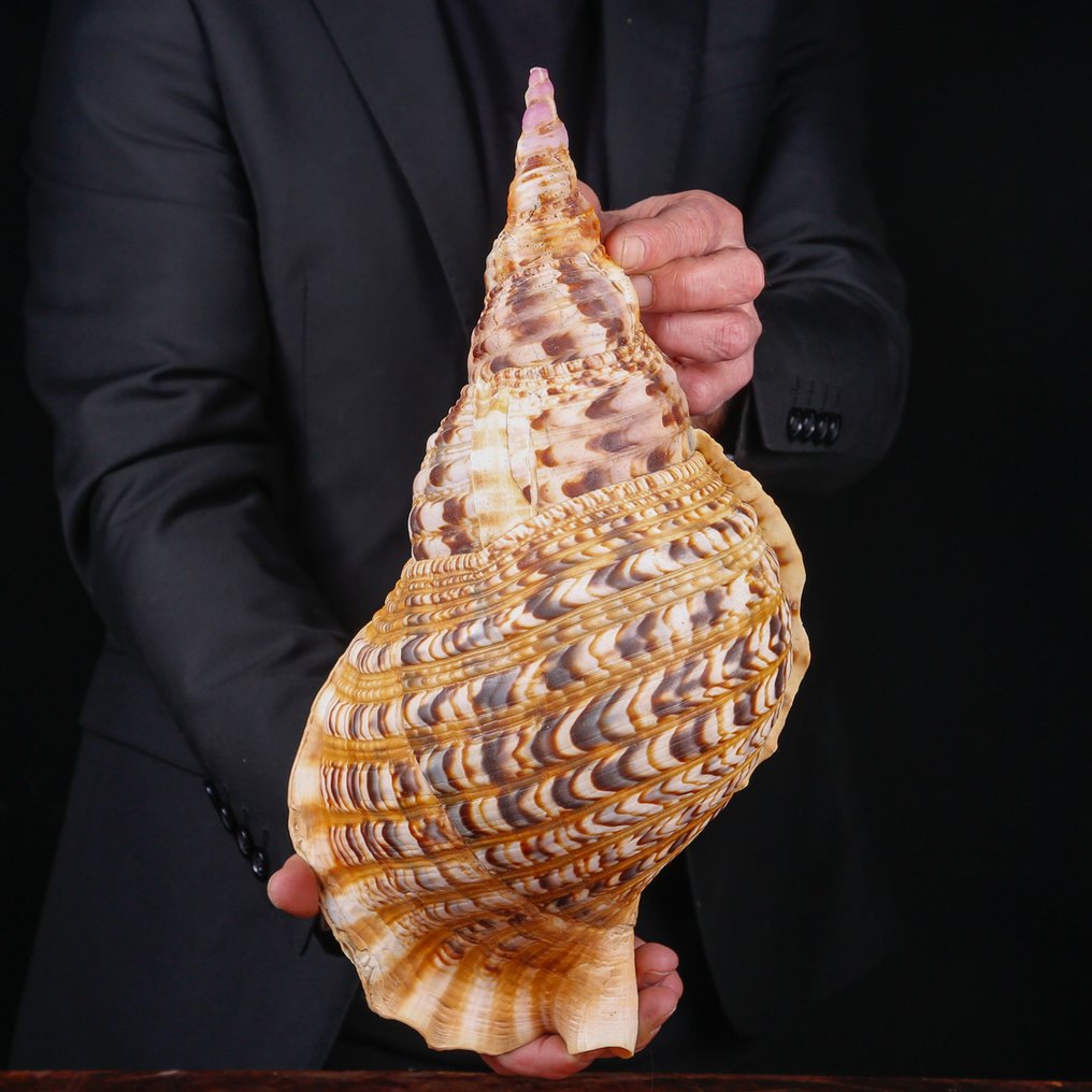 Large Size - Triton Marine Shell - Extra Quality. Sea shell - Charonia ...