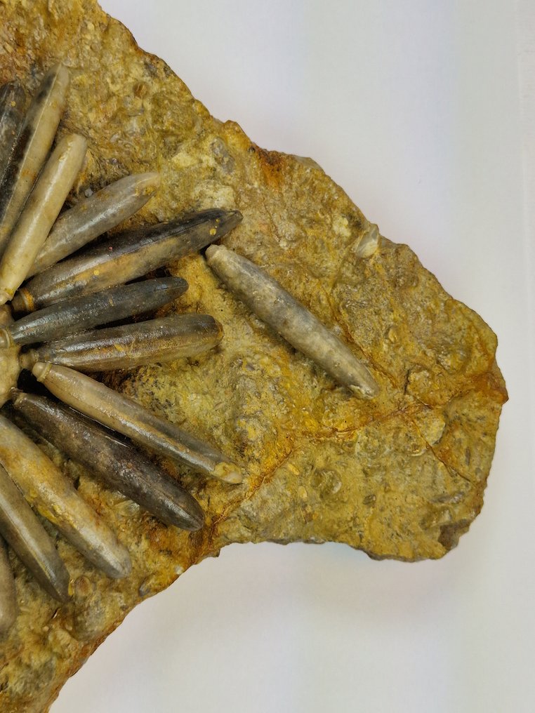 Zee-egel - Gefossiliseerd dier - 20 cm - online veiling Catawiki