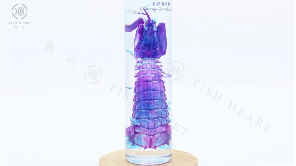 Carinosquilla Caparazón - Carinosquilla multicarinata - 18 cm - 4.5 cm ...