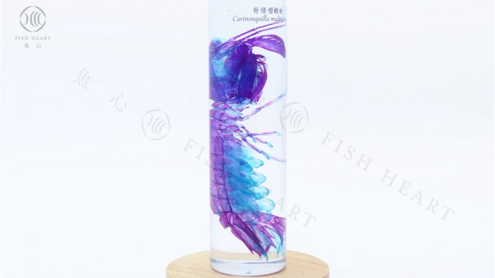 Carinosquilla Caparazón - Carinosquilla multicarinata - 18 cm - 4.5 cm ...