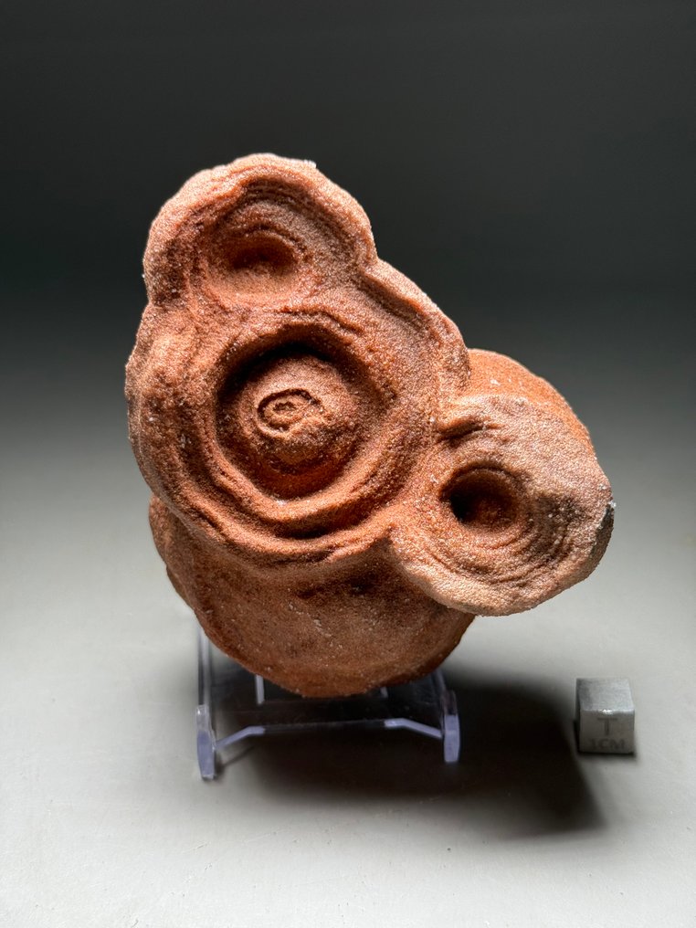 Oldest Fossil on Earth - dated ~1.1 billion years old - Fossil matrix ...