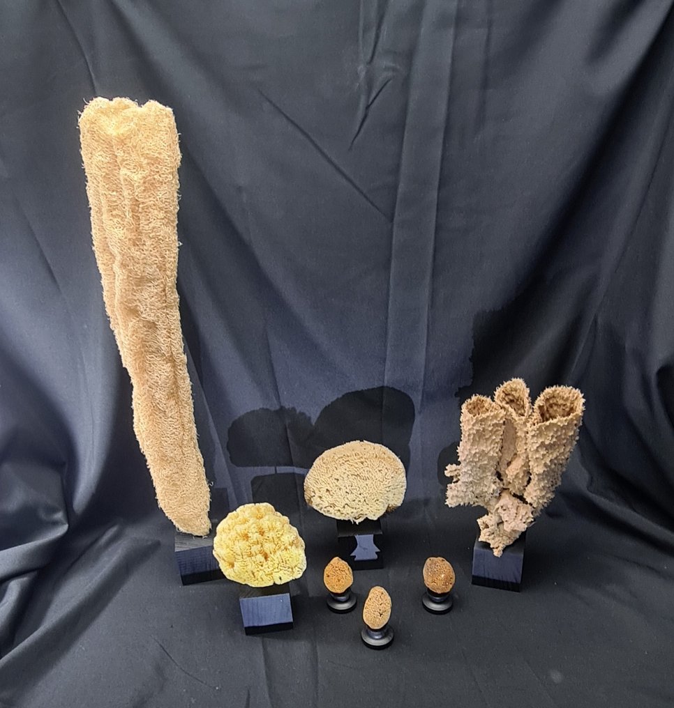 Diorama 7 Extensive real sea sponge Collection on museum-type pedestals ...