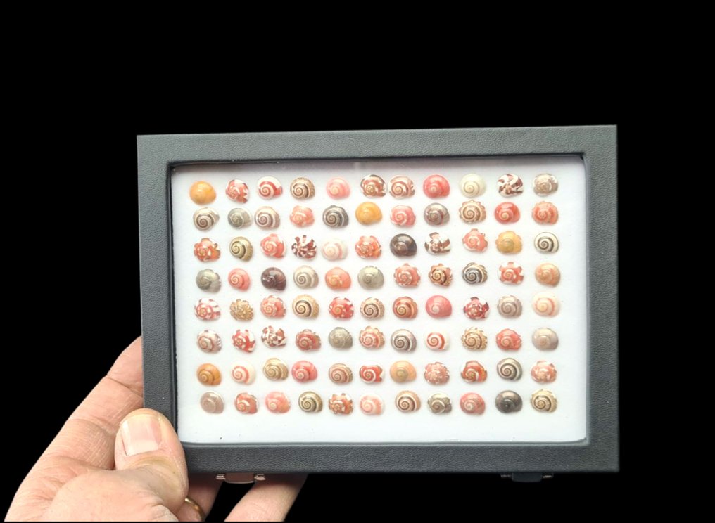 Original museum frame of real sea shell from Nha Trang - Vietnam ...