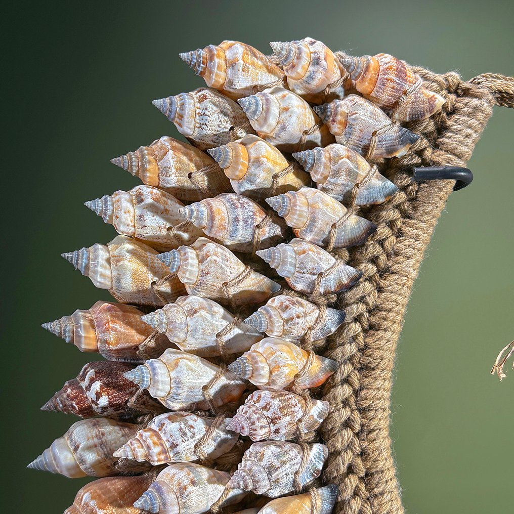 Decorative ornament - NO RESERVE PRICE - SN8 - Decorative Shell ...