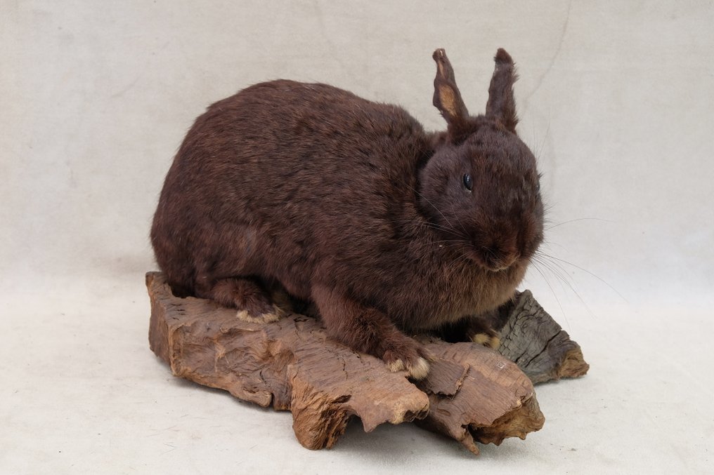 Rabbit Taxidermy full body mount - Oryctolagus cuniculus - 24 cm - 24 ...