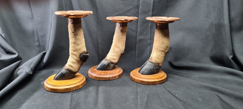 3 African antelope feet taxidermy mounted as ashtrays - circa 1950 - ex ...