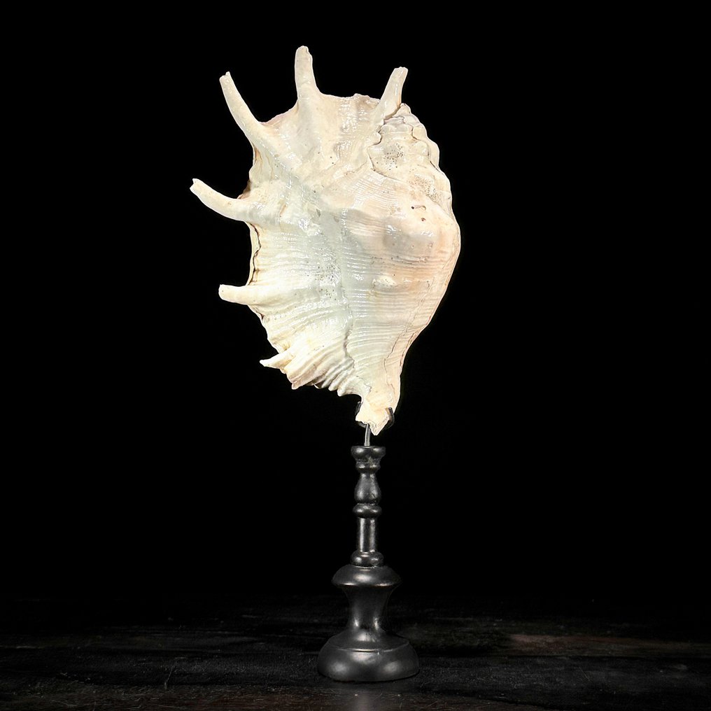 Pair of Stunning Intricate Spider Conch Shell on custom stands - Sea ...