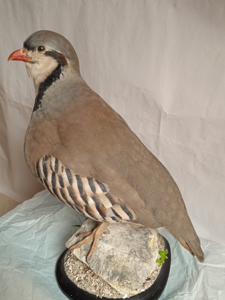 chukar partridge Taxidermy full body mount - Abotoris chukar - 0 mm - 0 ...