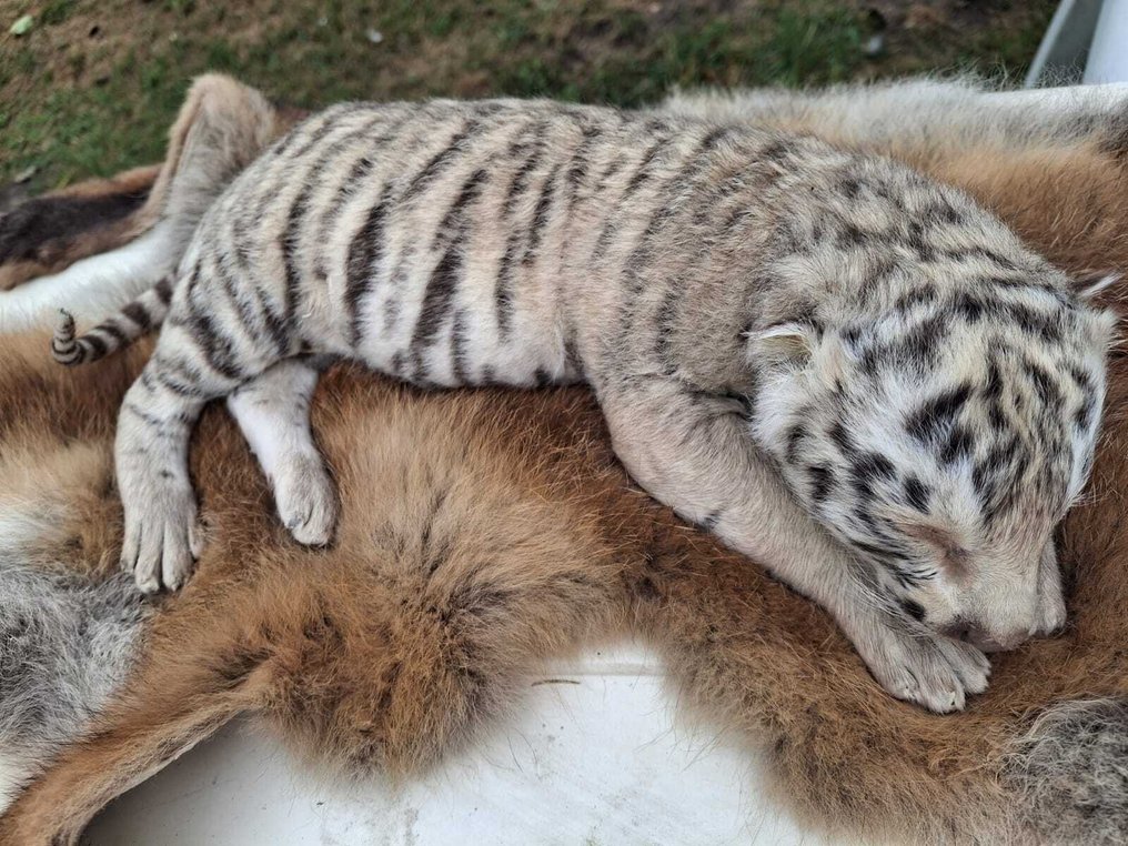 Tiger Taxidermy full body mount - Panthera tigris - 7 cm - 29 cm - 14 ...