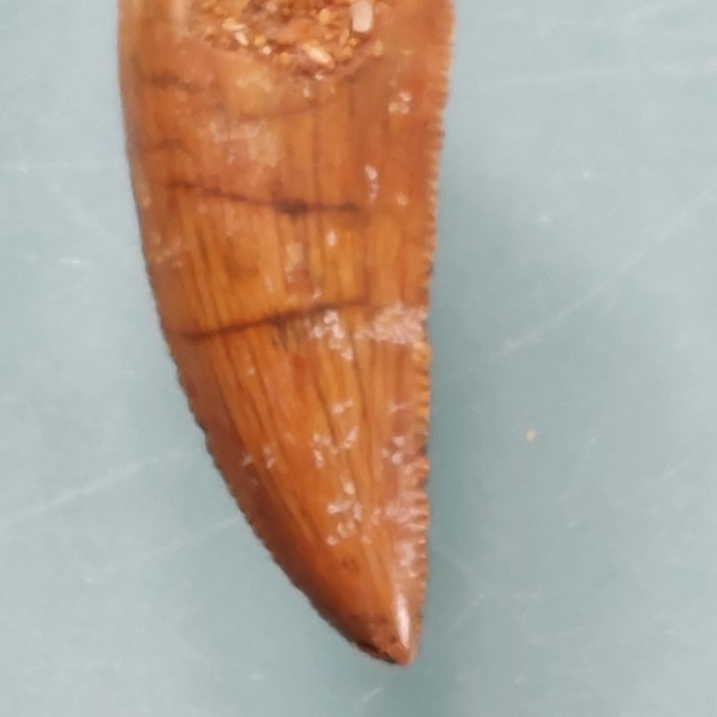 Dinosaur - Fossil tooth - Abelisauridae - 25 mm - 10 mm (No Reserve ...