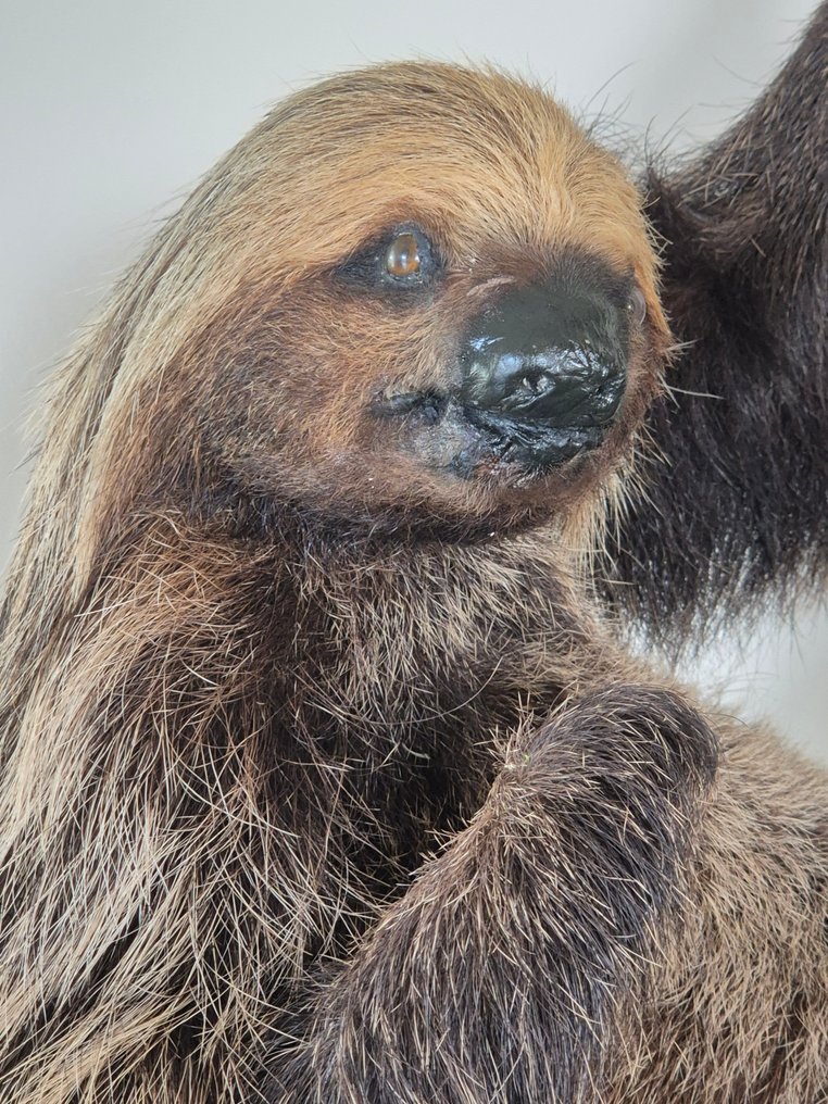 Sloth Taxidermy full body mount - Choloepus didactylus - 70 cm - 80 cm ...