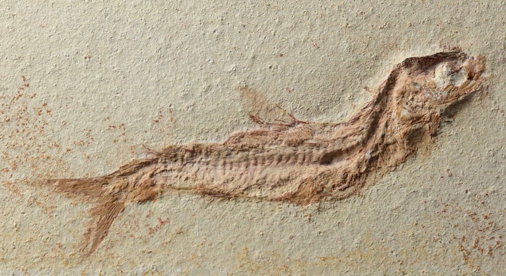 A fine preserved fossil fish from Solnhofen limestone - Fossilised ...