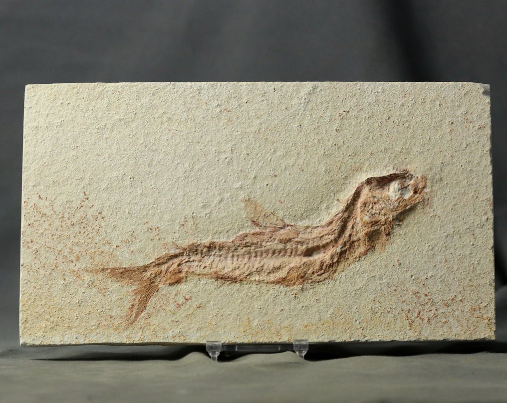 A fine preserved fossil fish from Solnhofen limestone - Fossilised ...