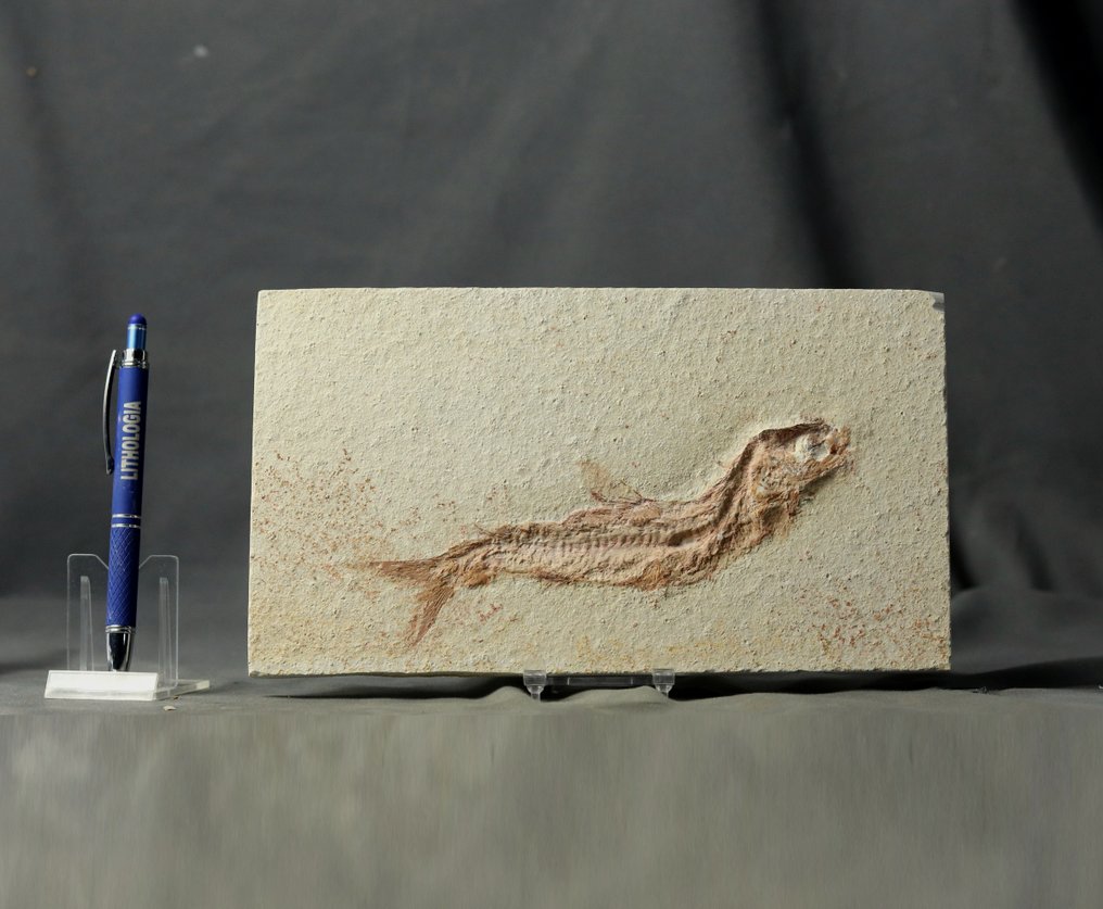 A fine preserved fossil fish from Solnhofen limestone - Fossilised ...