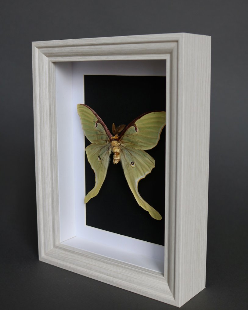 Moth Taxidermy full body mount - Actias luna - 20 cm - 15 cm - 3 cm ...
