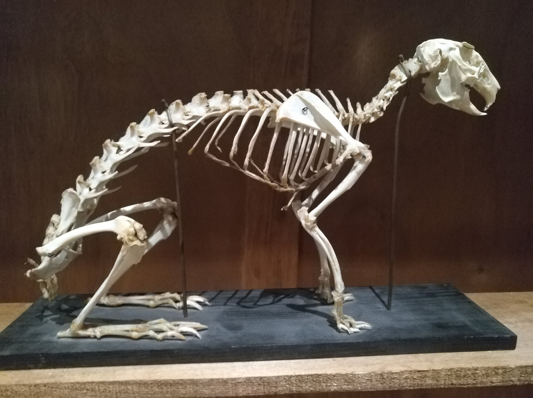 Fine, articulated Brown Hare skeleton - Lepus sp. - Boubée - Catawiki