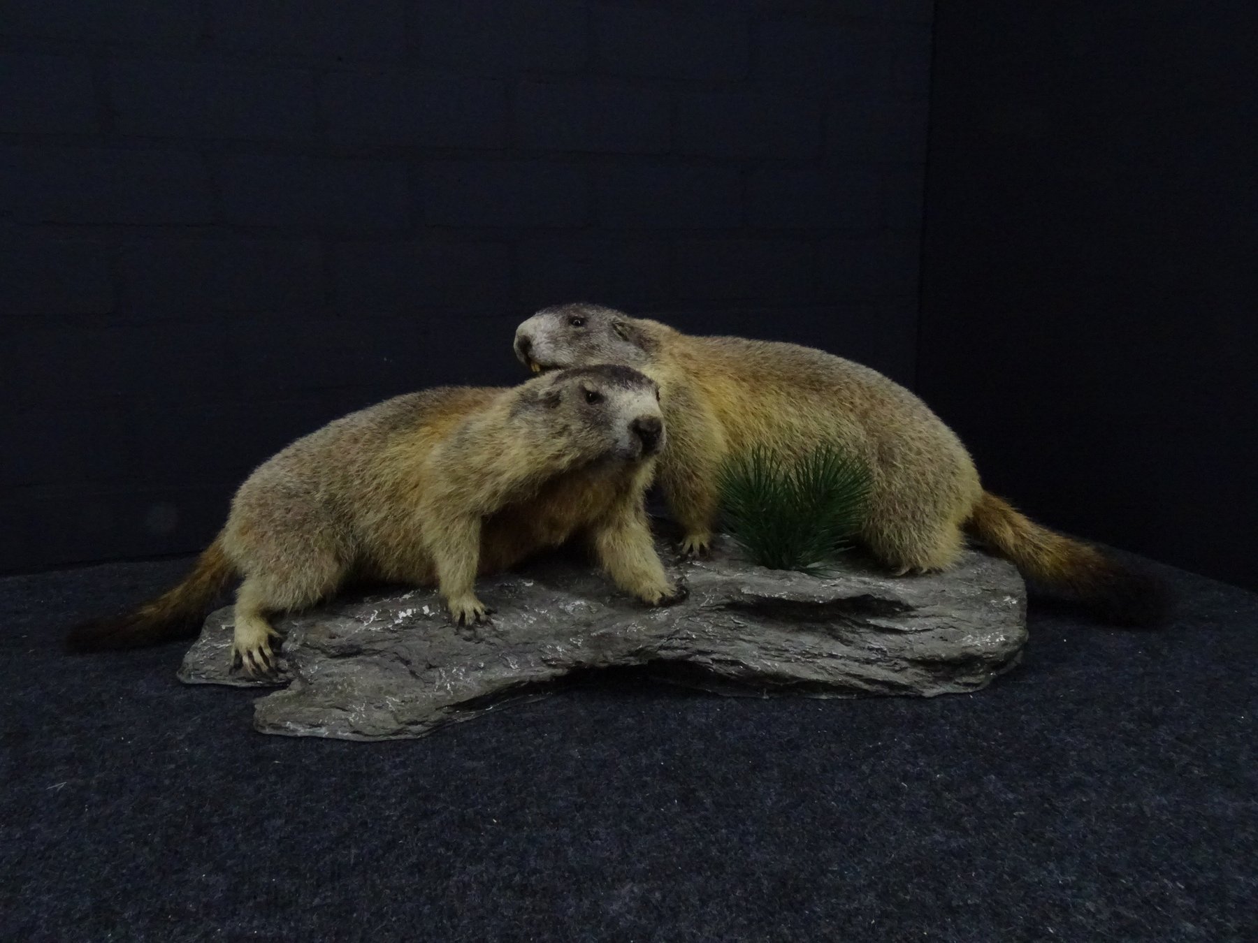 alpine marmoto - standing mount - Marmota marmota - - Catawiki