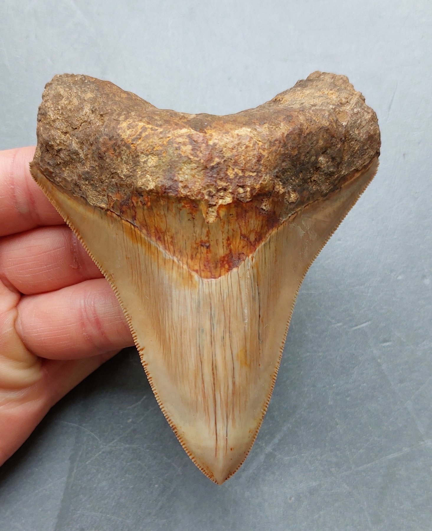 Megalodon - Tooth - *Dagger* - 115×92×28 mm - Catawiki