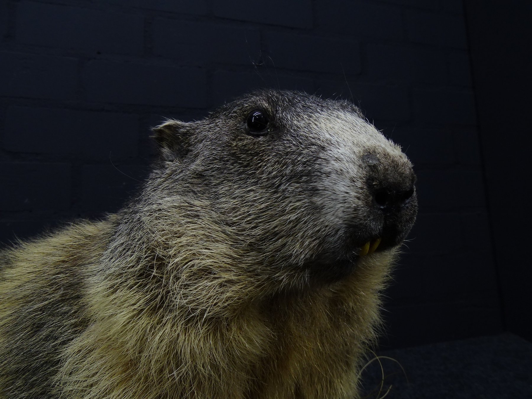 alpine marmoto - standing mount - Marmota marmota - - Catawiki
