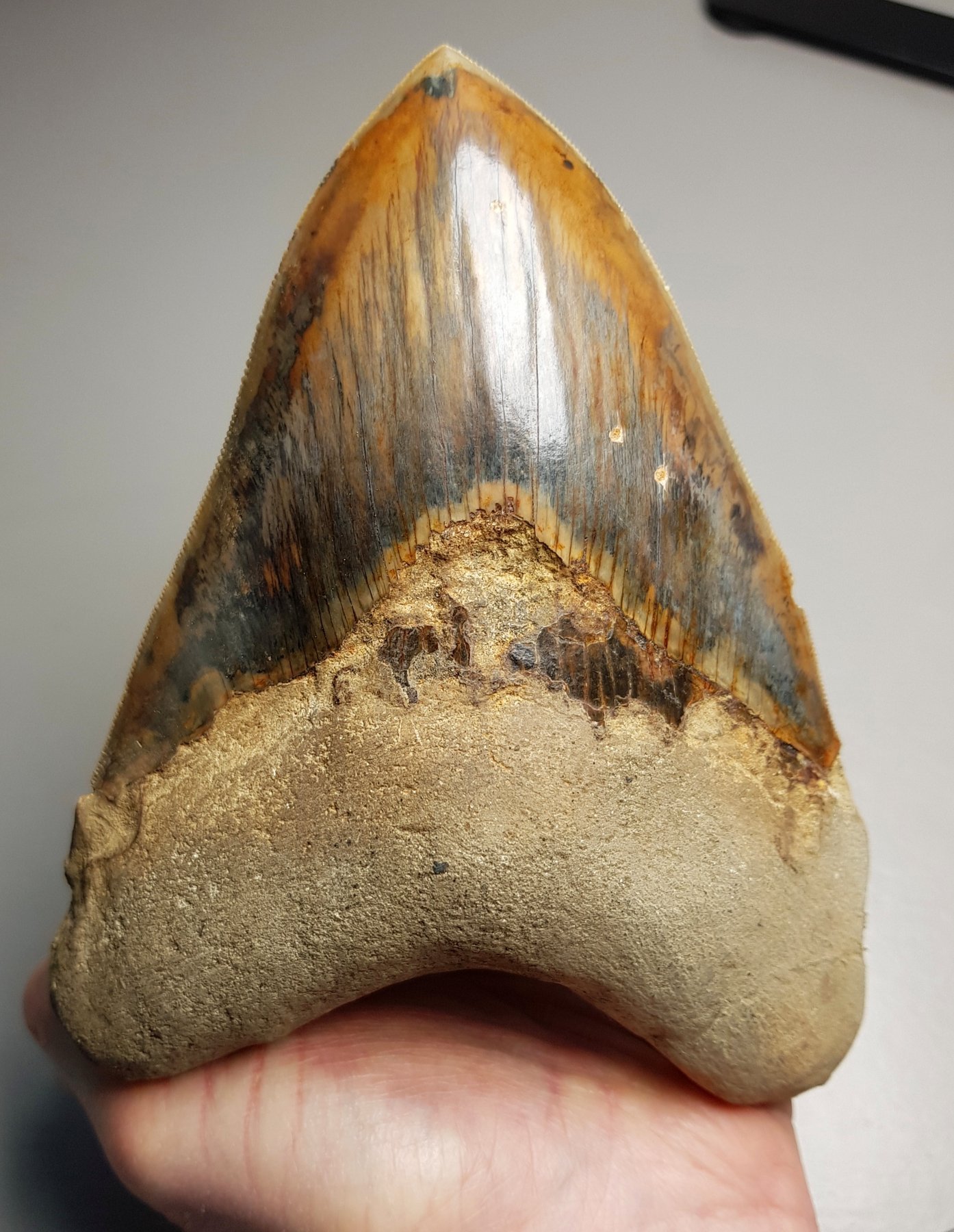 Megalodon - Tooth - *XXL rare color* - 157×122×32 mm - Catawiki