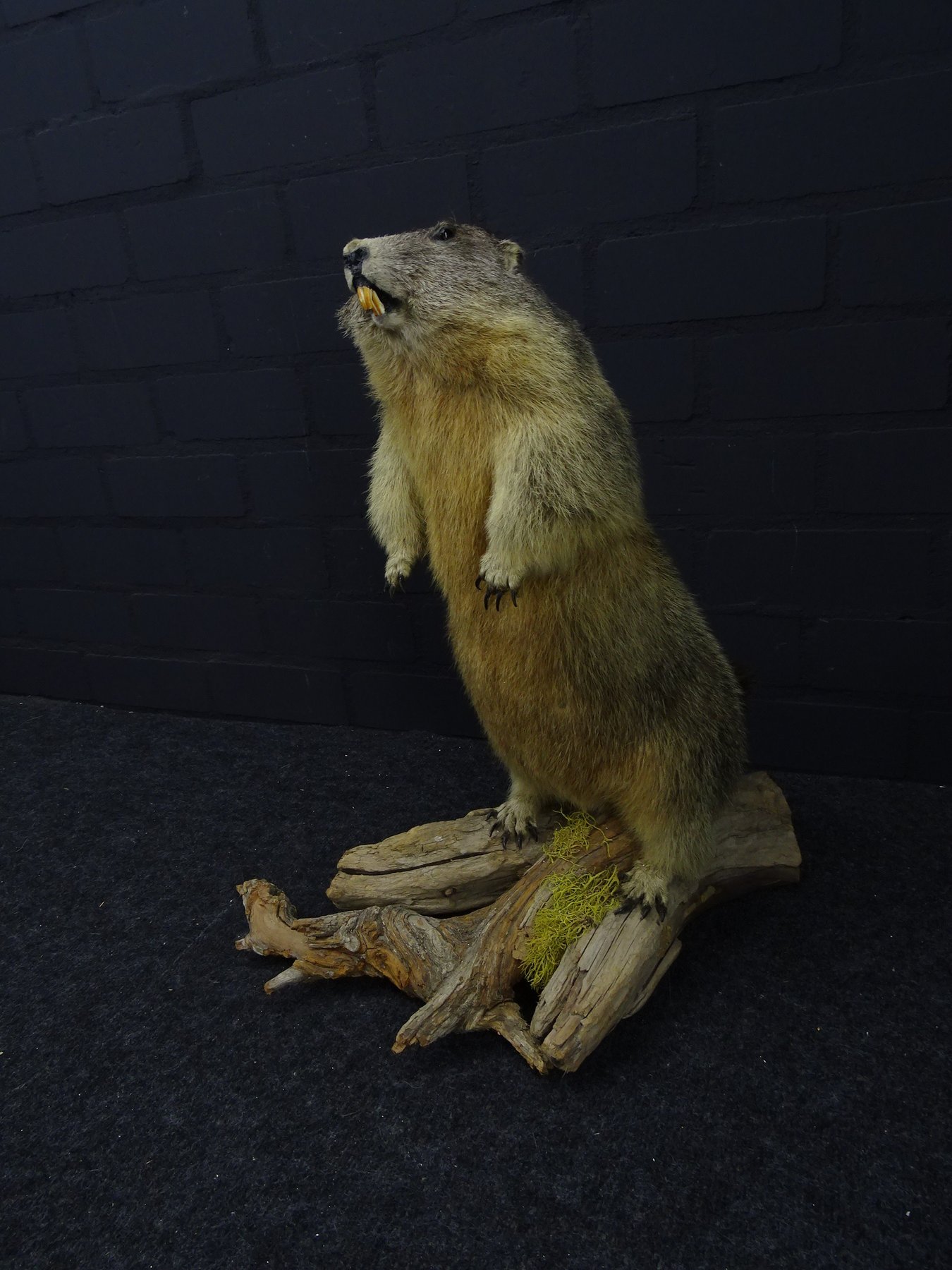 alpine marmoto - standing mount - Marmota marmota - - Catawiki