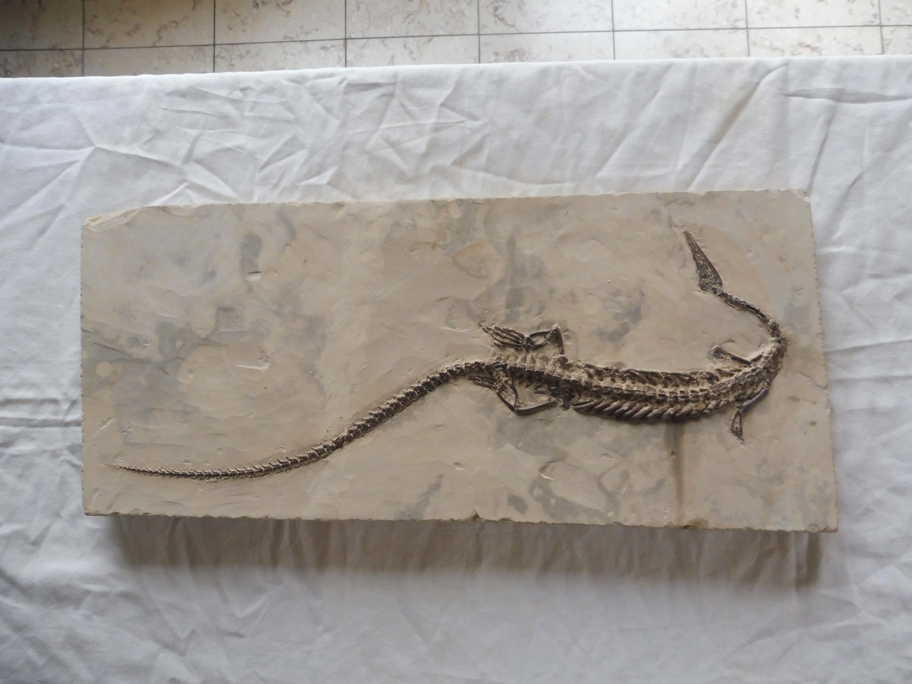 Marine reptile - Skeleton - Mésosaure - Catawiki
