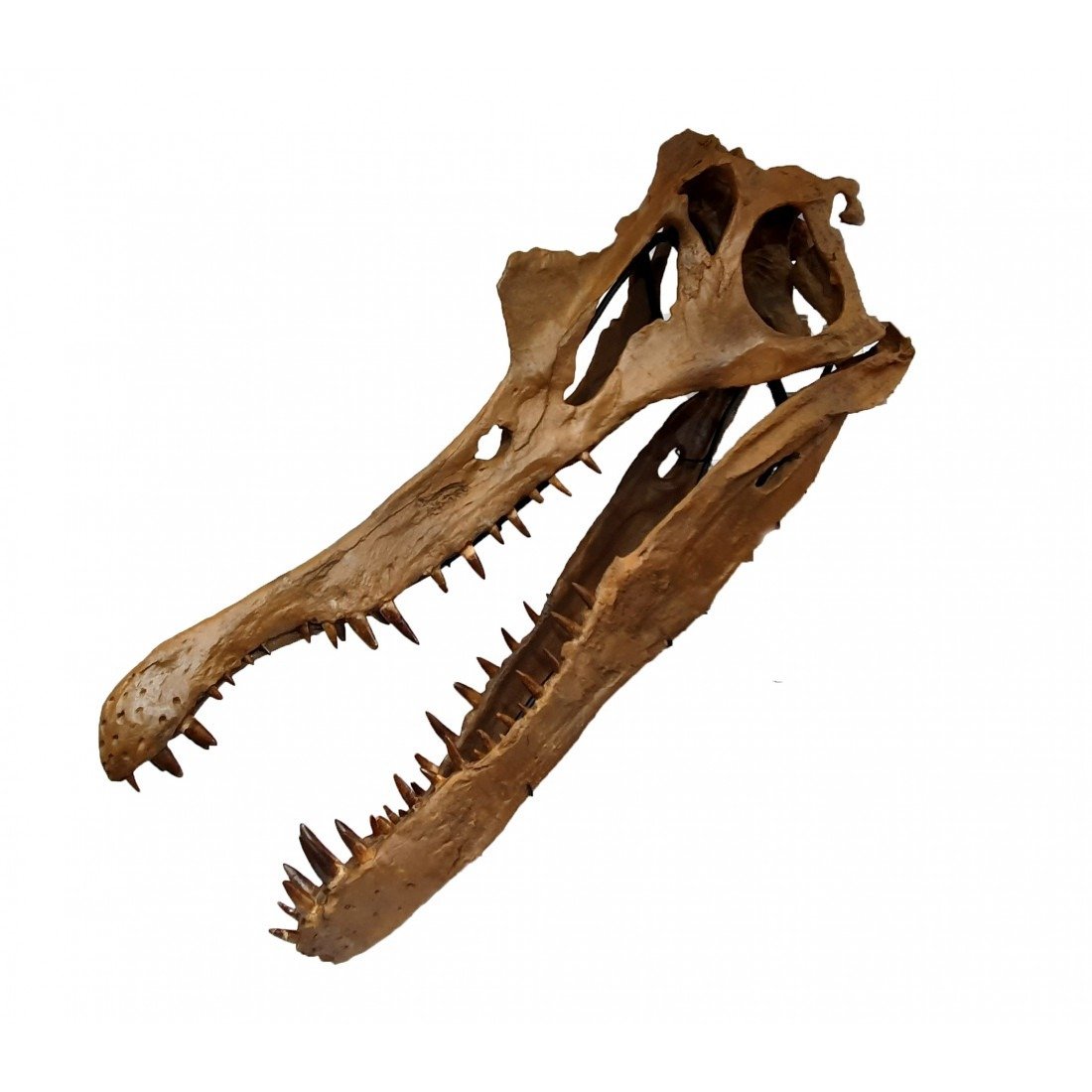 Dinosaur - Skull - Spinosaurus aegypticus - 120×40×118 cm - Catawiki