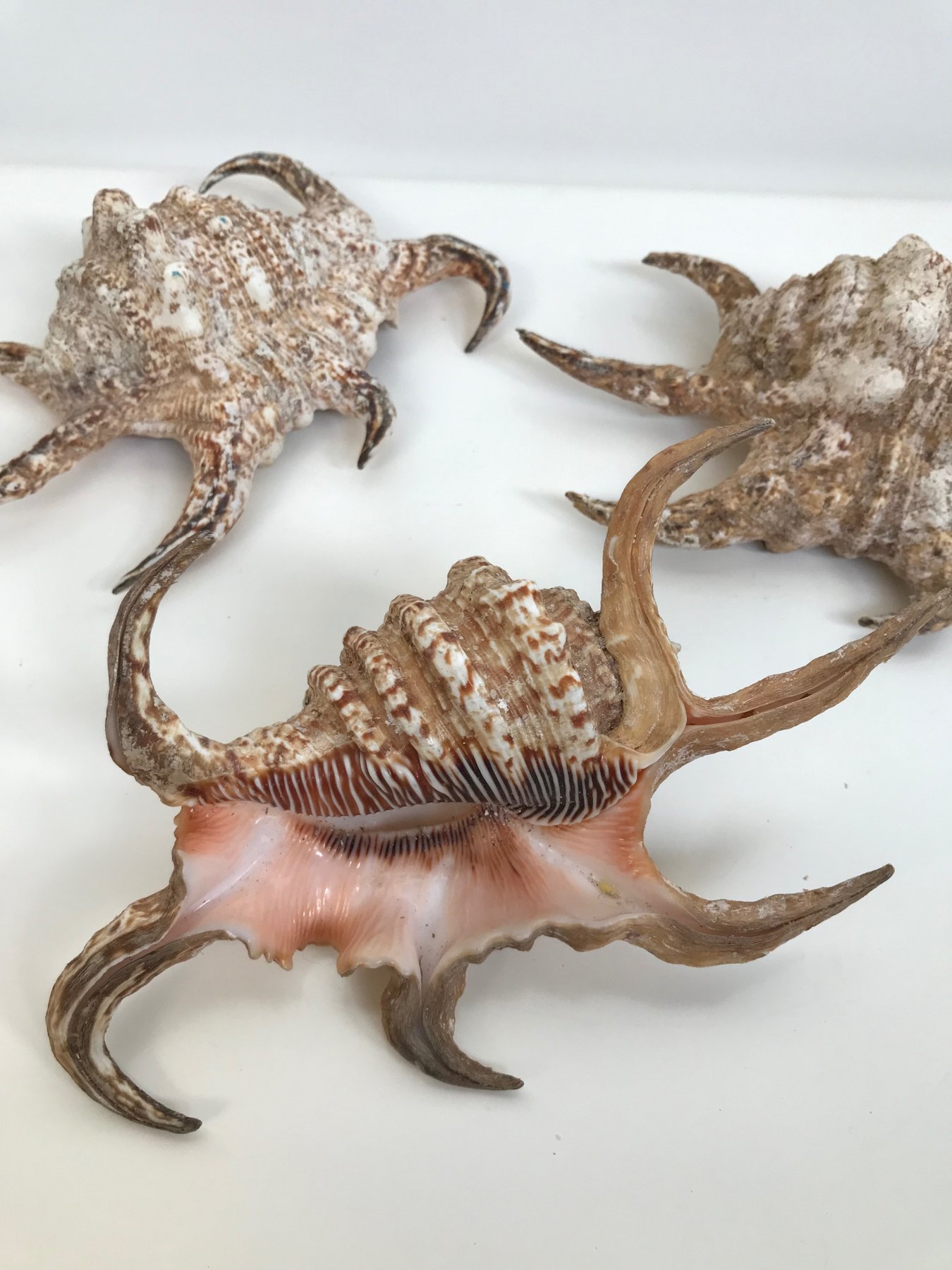 Shell - Lambis - 5×12×16 cm - Catawiki