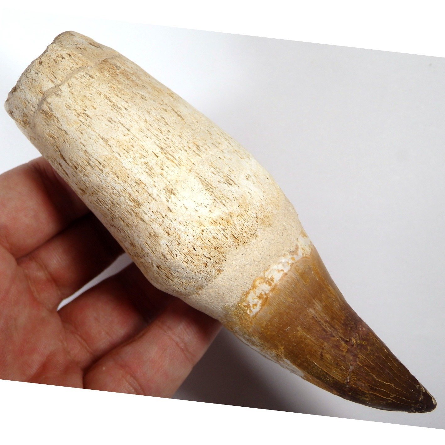 Rare mosasaur tooth - Tooth with root - Eremiasaurus - Catawiki
