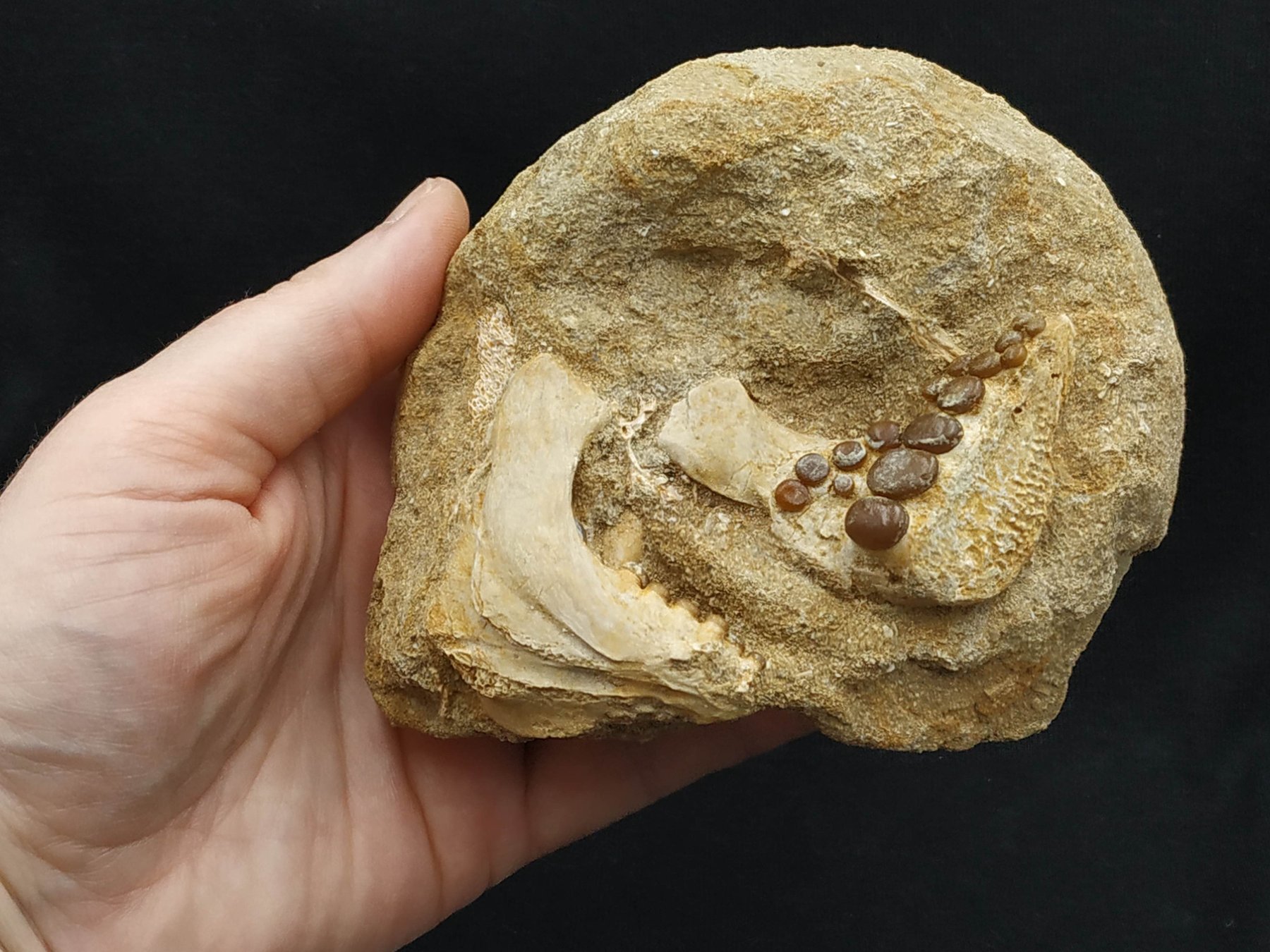 Pycnodont Fish - Jaw with dental plates - Phacodus - Catawiki