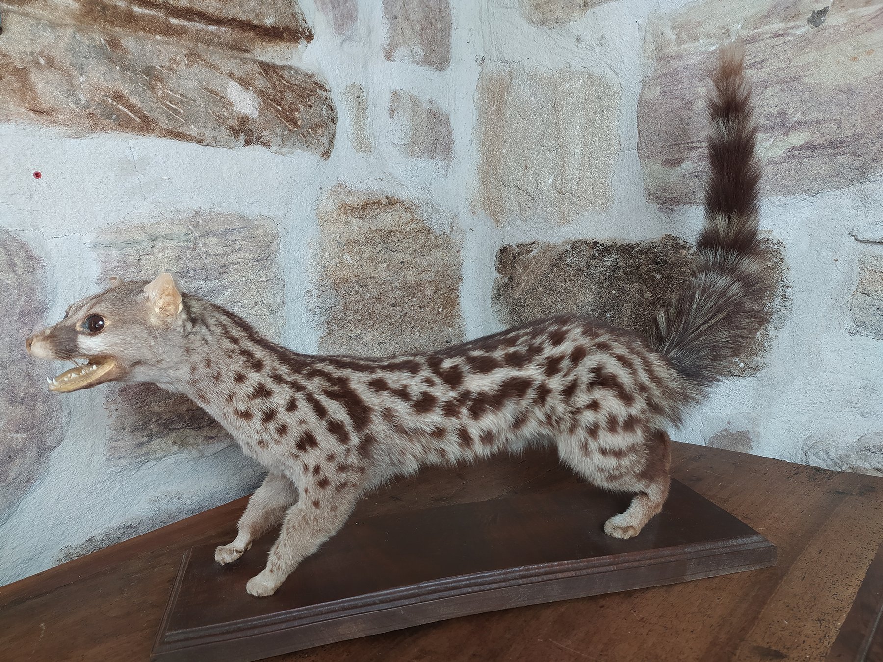 Spotted Genet - vintage full mount - Genetta genetta - - Catawiki