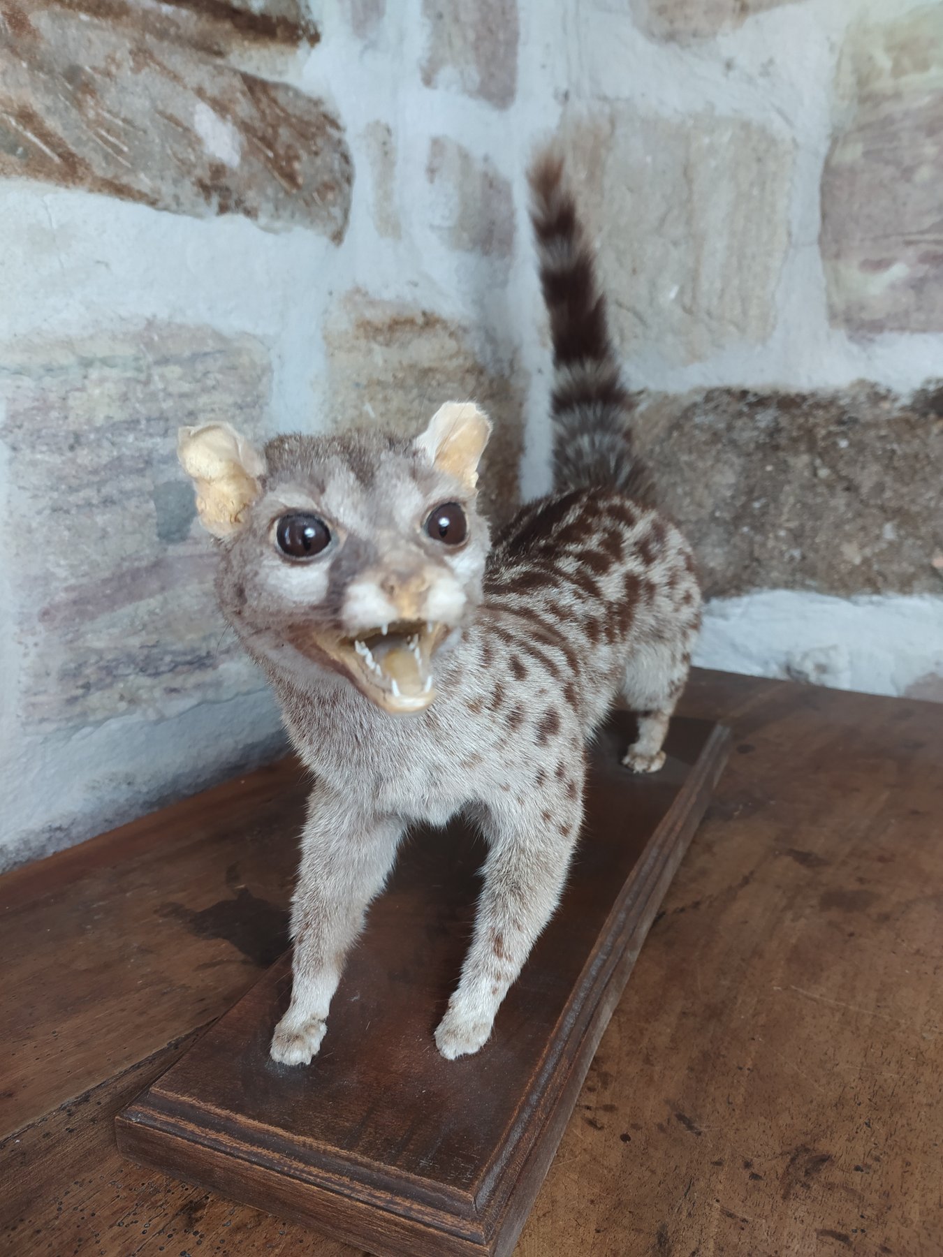 Spotted Genet - vintage full mount - Genetta genetta - - Catawiki