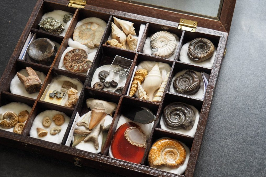 Collection of fossils in old display case - Catawiki