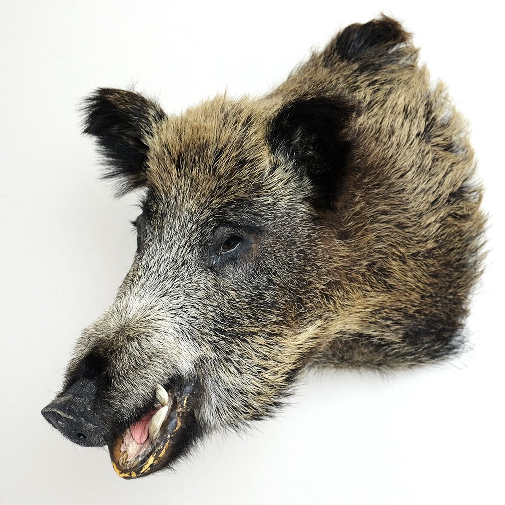 Taxidermy - finely prepared Wild Boar shoulder mount - Sus - Catawiki