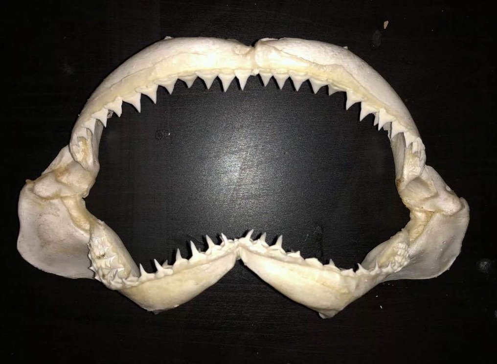 Carcharhinus Longimanus