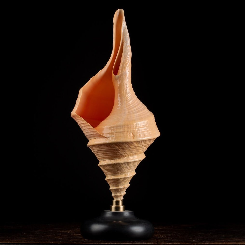 Australian, or False Trumpet Sea Snail Shell - - large, - Catawiki